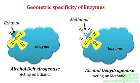 What Is Enzyme Substrate Specificity Easybiologyclass