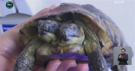 [지구촌 더뉴스] 스위스 제네바 자연사박물관 생일 맞은 머리 2개 거북이 야누스