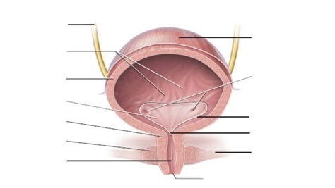 Urinary Bladder Diagram Quizlet