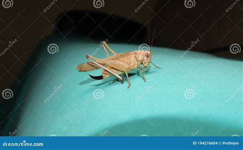 Katydid Or Green Grasshopper Looks Like A Leaf Royalty Free Stock Image