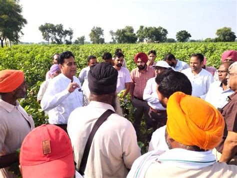 Sex Scent Mating Disruption Effective In Checking Pink Bollworm