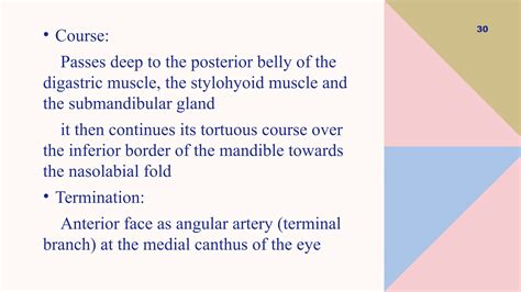 Anatomy Of External Carotid Artery 1 Pptx