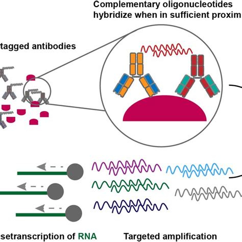 The Heterogeneity Of T Cells A T Cell Differentiation States Are Download Scientific Diagram