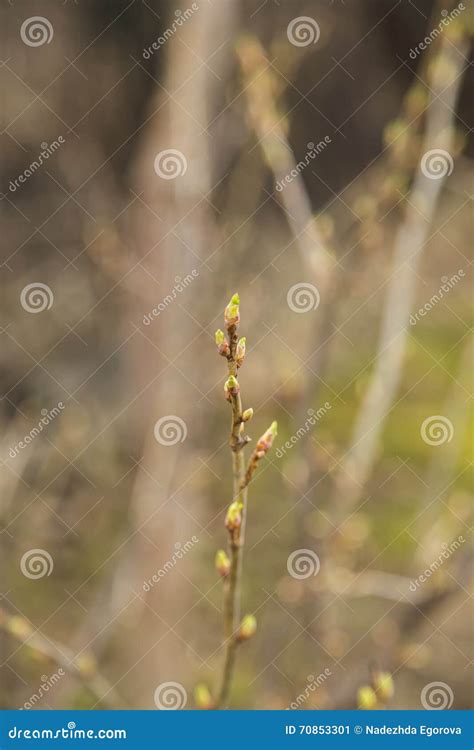 Bud Of Tree At Early Spring Stock Image Image Of Freshness Focus
