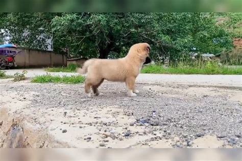 捡来的小奶狗喂了两天后还会对你眨眼睛
