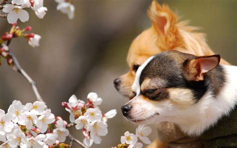 🔥 Free Download Do I Look Cute Chihuahuas Wallpaper By Brianpatterson