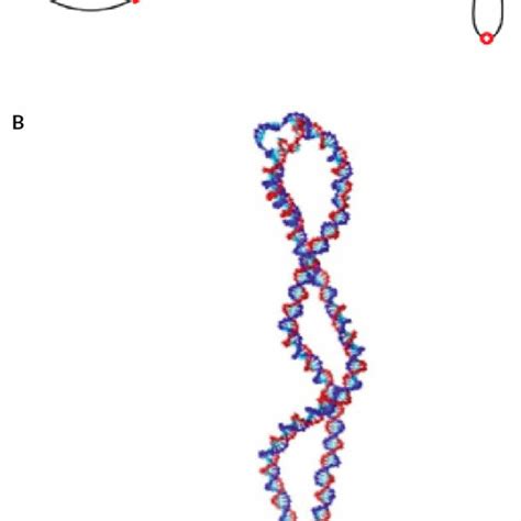 Generating Custom Minimized Dna Vector Shapes A Schematic