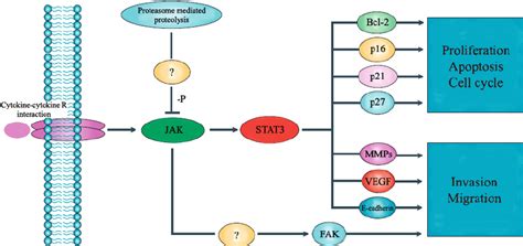 Model Of The Possible Contributions Of Jak1 2 Stat3 Signaling Pathway Download Scientific