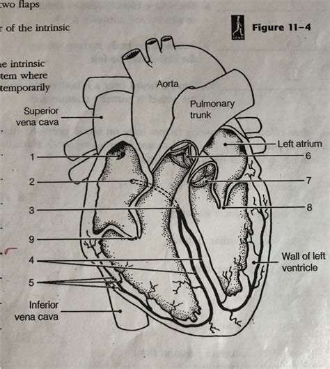 Labeling Heart Diagram Quizlet Labeling Heart Diagram Quizlet