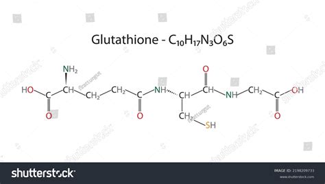 Molecular Structure Chemical Formula Glutathione Stock Vector Royalty