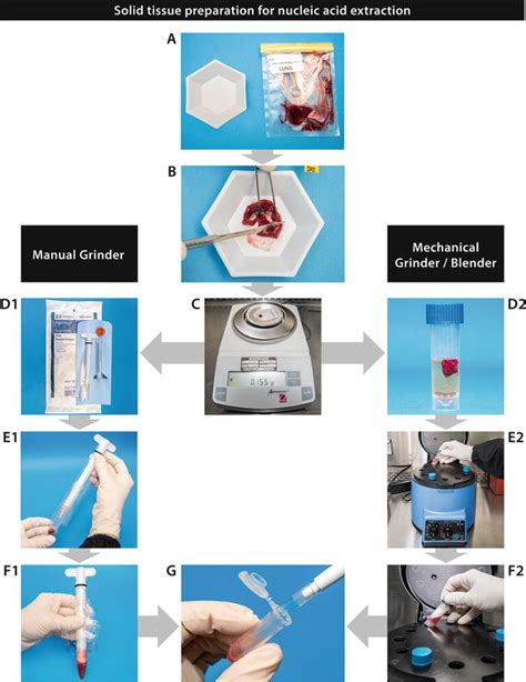 Biological Sample Collection And Processing At Becky Uhl Blog
