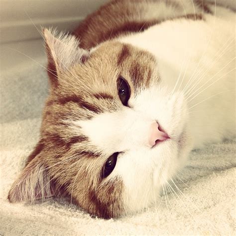 Koleksi Kucing Comel MeeString