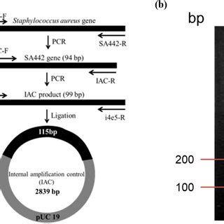 IAC Construction A IAC Construction And B Amplification Results Lane Download Scientific