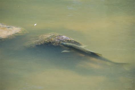 Freshwater Fly Fishing Prey Reference Vaal River Aquatic The