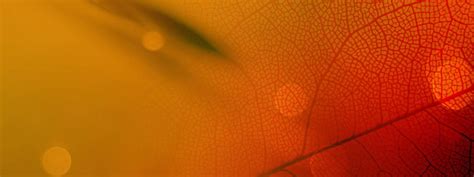 Monash Industry Palm Oil Research Platform Monash Industry Palm Oil