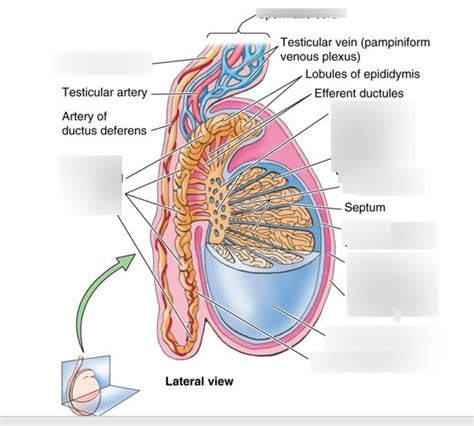 X Testis Epididymis And Ductus Deferens Diagram Quizlet