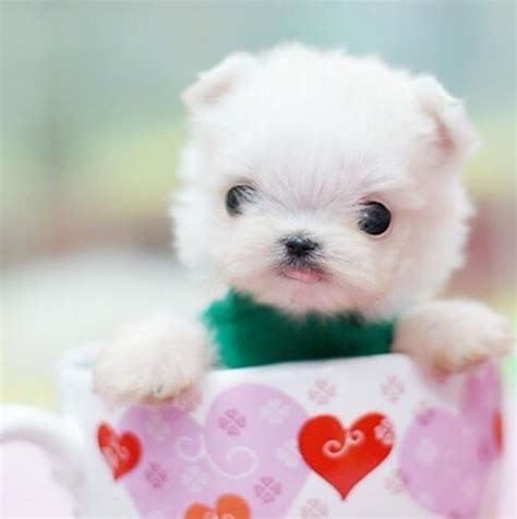 寵物圖集茶杯泰迪犬圖片 每日頭條