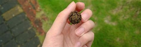 Typescript 中的 Non Nullable 类型 知乎