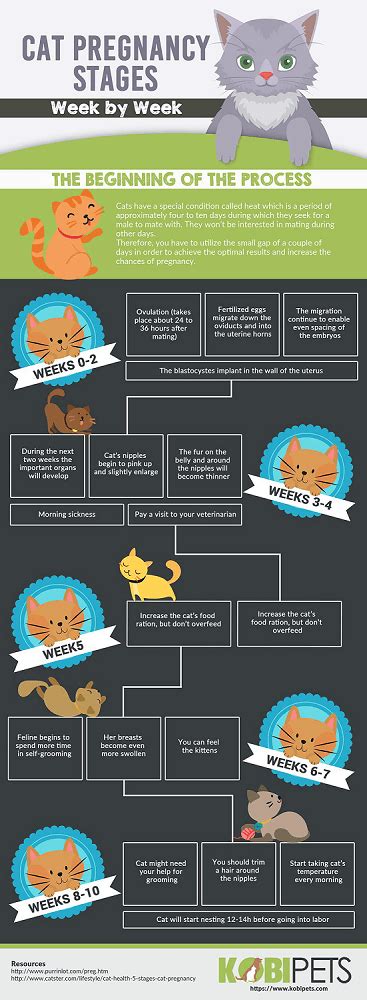 Pregnant Cat Labor Signs Behavior And Timeline Were All About Cats