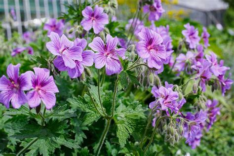 Growing Guide Tips For Growing Cranesbill Geranium Garden Lovers Club