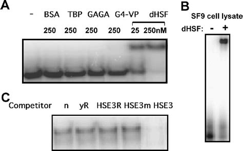Figure 3 From An Rna Aptamer That Interferes With The Dna Binding Of The Hsf Transcription