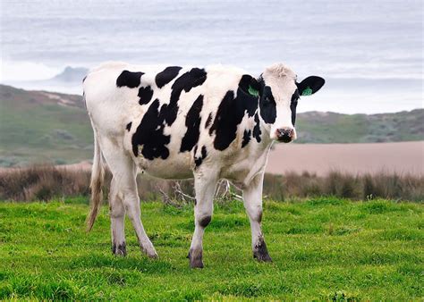Cow Tipping Never Was And Never Will Be A Thing People Actually Do Smart News Smithsonian