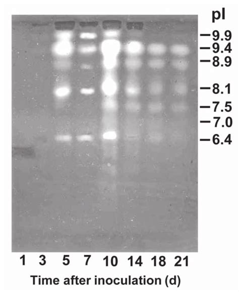 Pectin Lyase Isoenzyme Patterns From Culture Filtrate Of Fusarium Download Scientific Diagram