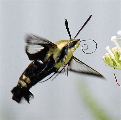 20 Best Clearwing Moth Lacewing Hummingbird Moth Bee Hawk Images On Pinterest Hummingbird