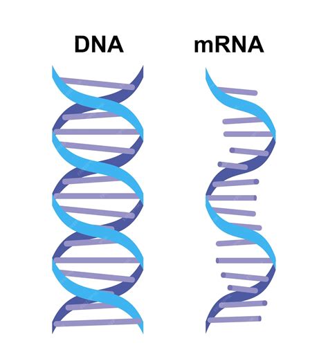 Premium Vector Biomarkers Dna Mrna Proteins Image Structural Chemical