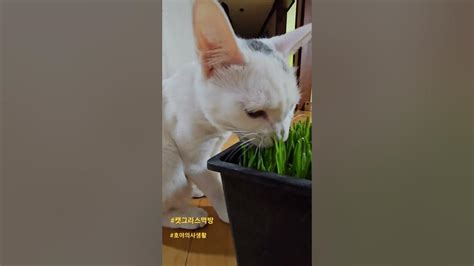 냥이스타그램 캣그라스 Youtube