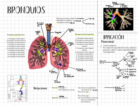 Diagrama De Bronquios Diagrama De Bronquios