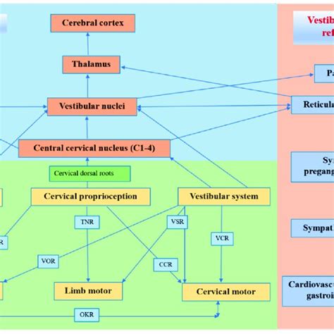Central And Reflex Connection For Cervical Proprioceptive Signals Cor Download Scientific