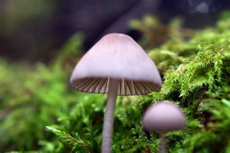 Para Colorear Hongos Colorear Imágenes