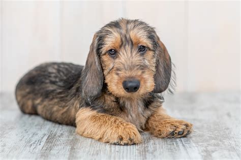 Wire Haired Dachshund Beagle Mix