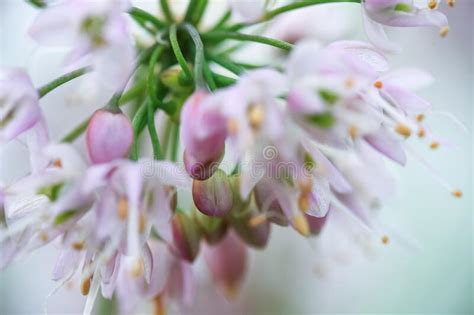 Blooming Plant Allium Stock Image Image Of Background 256016295