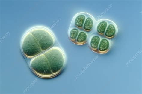 Chroococcus Turgidus Stock Image C012 6474 Science Photo Library