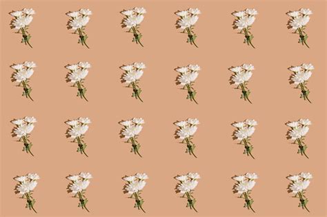 베이지 색 배경에 국화 꽃으로 만든 창조적 인 패턴 자연 개념 최소한의 스타일 햇볕이 잘 드는 평평한 평지 위쪽 보기 개념에 대한 스톡 사진 및 기타 이미지 Istock