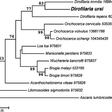 Minimum Evolution Tree Based On An Alignment Of 5s Rdna Intergenic