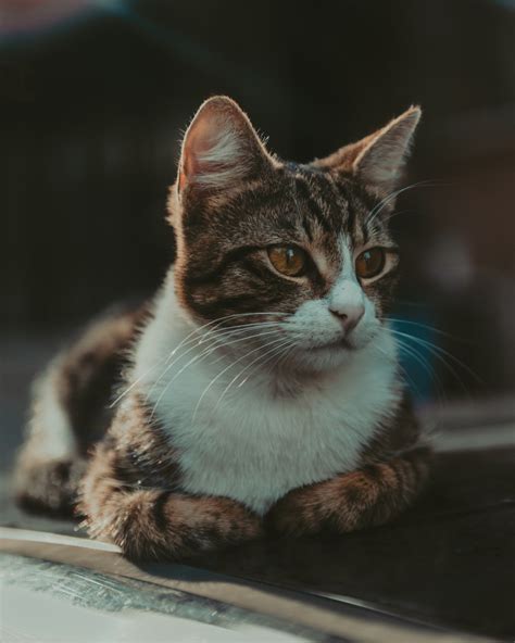Сфотал сам фото котэ прикольные картинки с кошками смешные