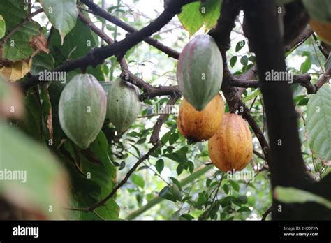 Cocoa Tree Farmer Hi Res Stock Photography And Images Alamy