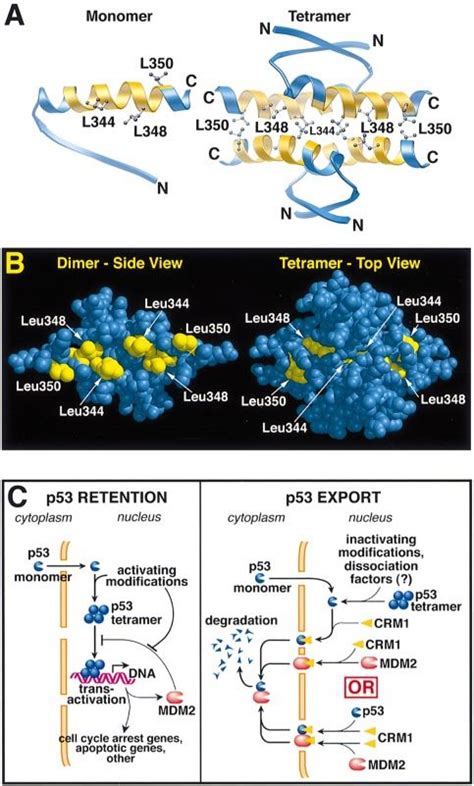 A Model For P53 Subcellular Localization Based On Oligomerization And Download Scientific