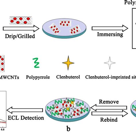 The Schematic Diagram Of Ecl Nanoprobe Download Scientific Diagram