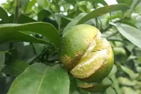 柑橘缺素症状大全