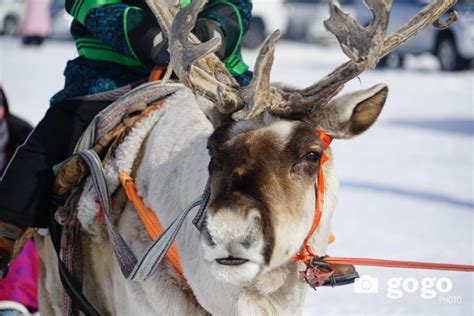 ФОТО Хөвсгөл нуурын эрэгт “Хөх сувд” мөсний баяр эхэллээ