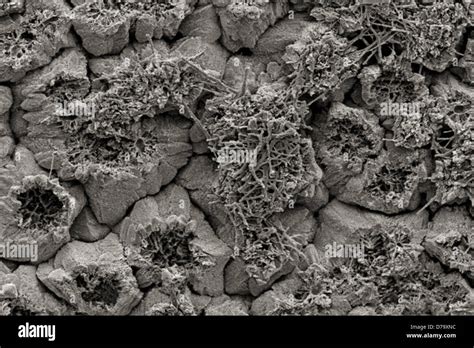 Eggshell membrane hi-res stock photography and images - Alamy