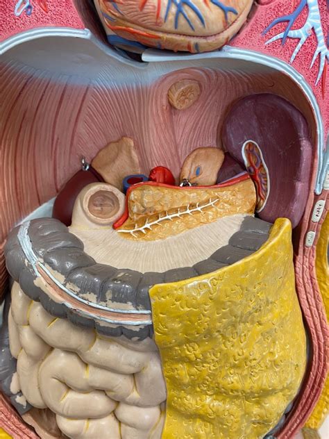 Internal Body Cavity Diagram Quizlet