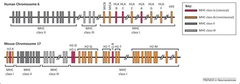 Frontiers Structural Comparison Between MHC Classes I And 57 OFF