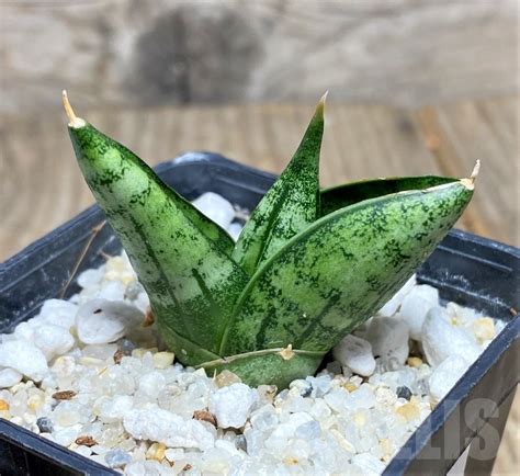 Shpr15006 Sansevieria ‘mini Boncel Cactus Online