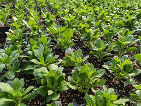 Planting African Daisies From Seed