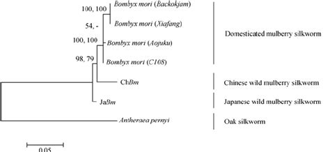Maximum Likelihood Tree Constructed From Amino Acid Alignments The